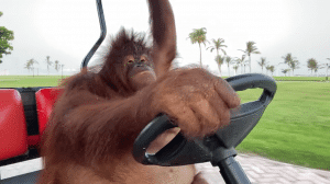 Orangutan Driving Golf Cart: Hilarious Viral Moment!