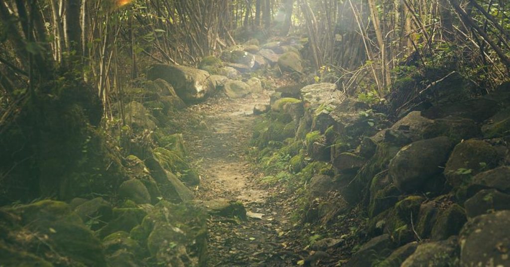 Hidden Ancient Forest Surprisingly Found in Sinkhole in China - Oh! Epic