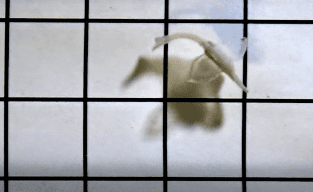 Biohybrid Fish Built from Human Heart Cells Stuns Scientists