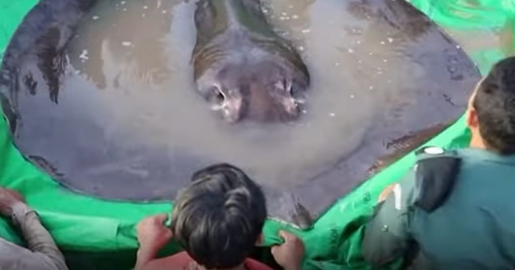 Giant Stingray Claimed to Be World's Largest Freshwater Fish to Be ...