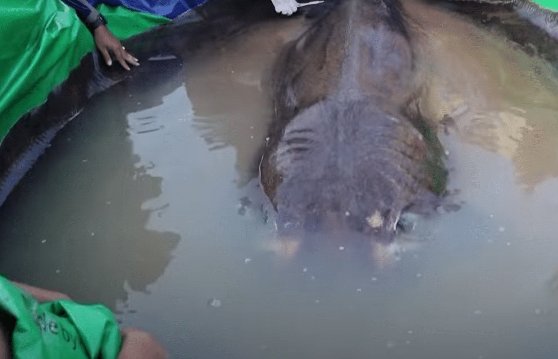 Giant Freshwater Stingray: World's Largest Fish Found