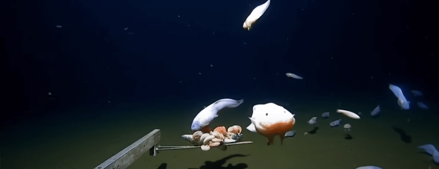 Researchers Find the Deepest Fish Ever at 8,300 Meters