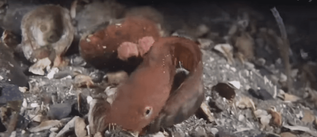 Researchers Find the Deepest Fish Ever at 8,300 Meters