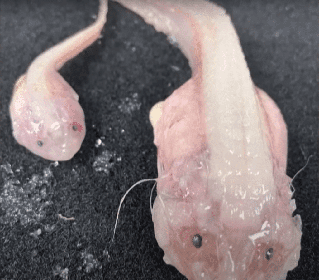 Researchers Find the Deepest Fish Ever at 8,300 Meters