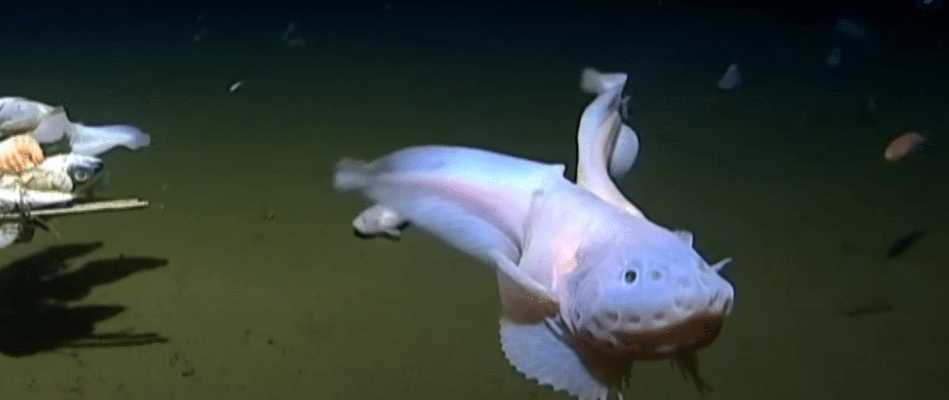 Researchers Find the Deepest Fish Ever at 8,300 Meters